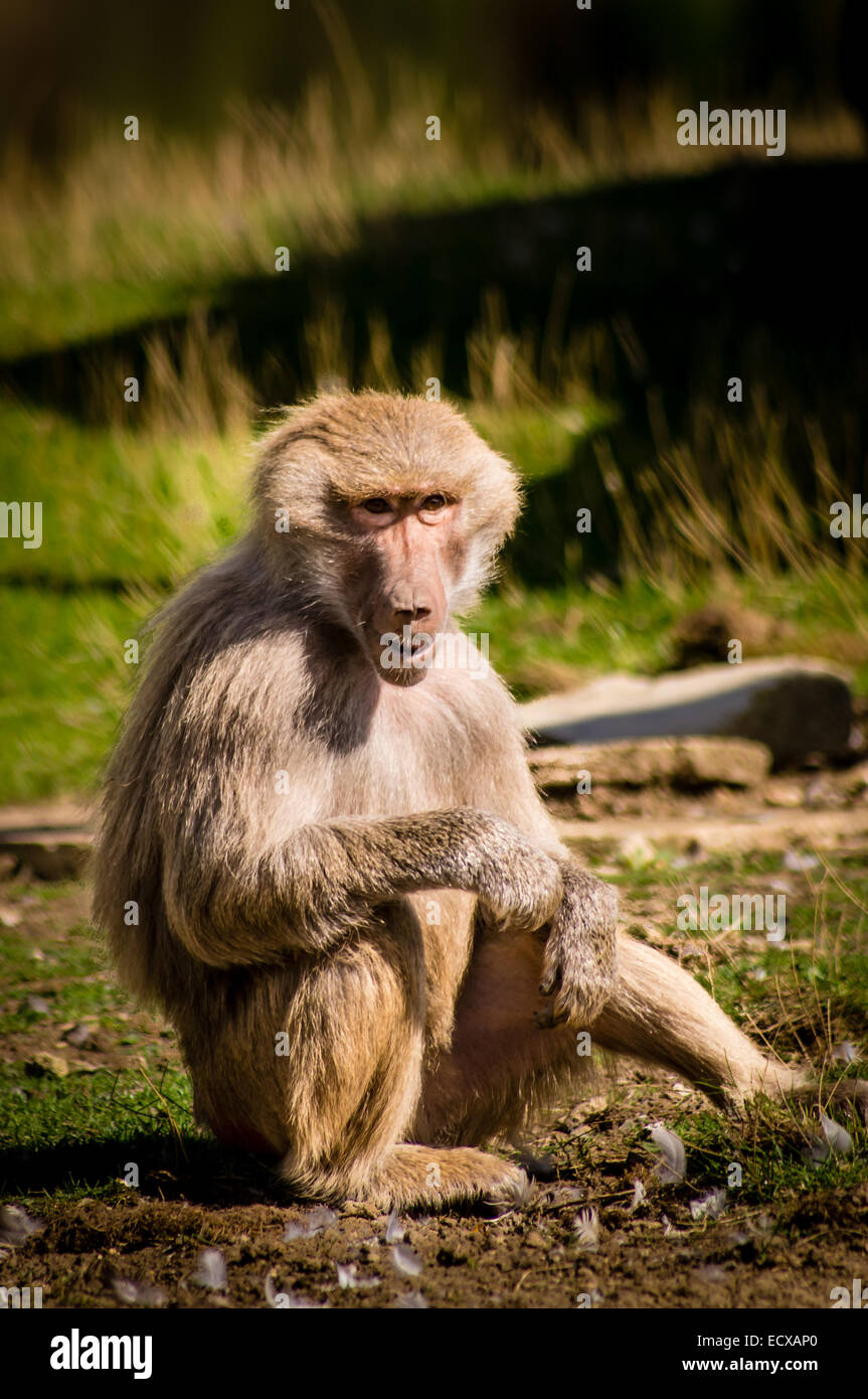 Female baboon hi-res stock photography and images - Alamy