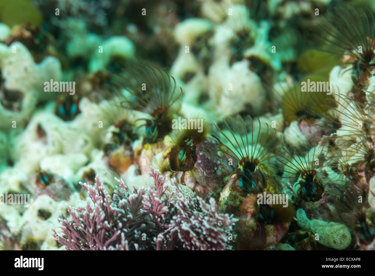 Megabalanus rosa hi-res stock photography and images - Alamy