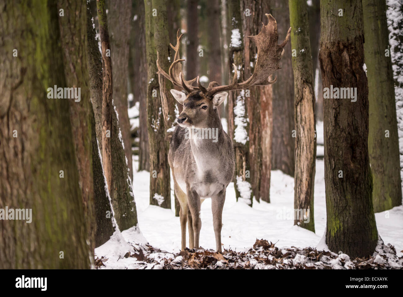 red deer between trees in a forest with snow Stock Photo - Alamy