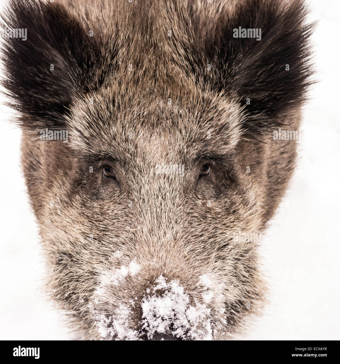 wild boar with snow on a winter day Stock Photo - Alamy