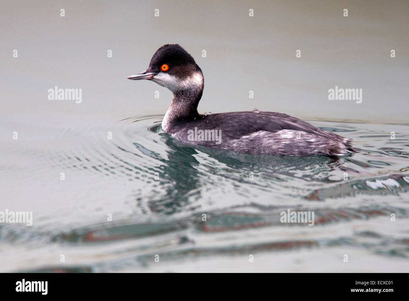Grebe winter plumage hi-res stock photography and images - Alamy