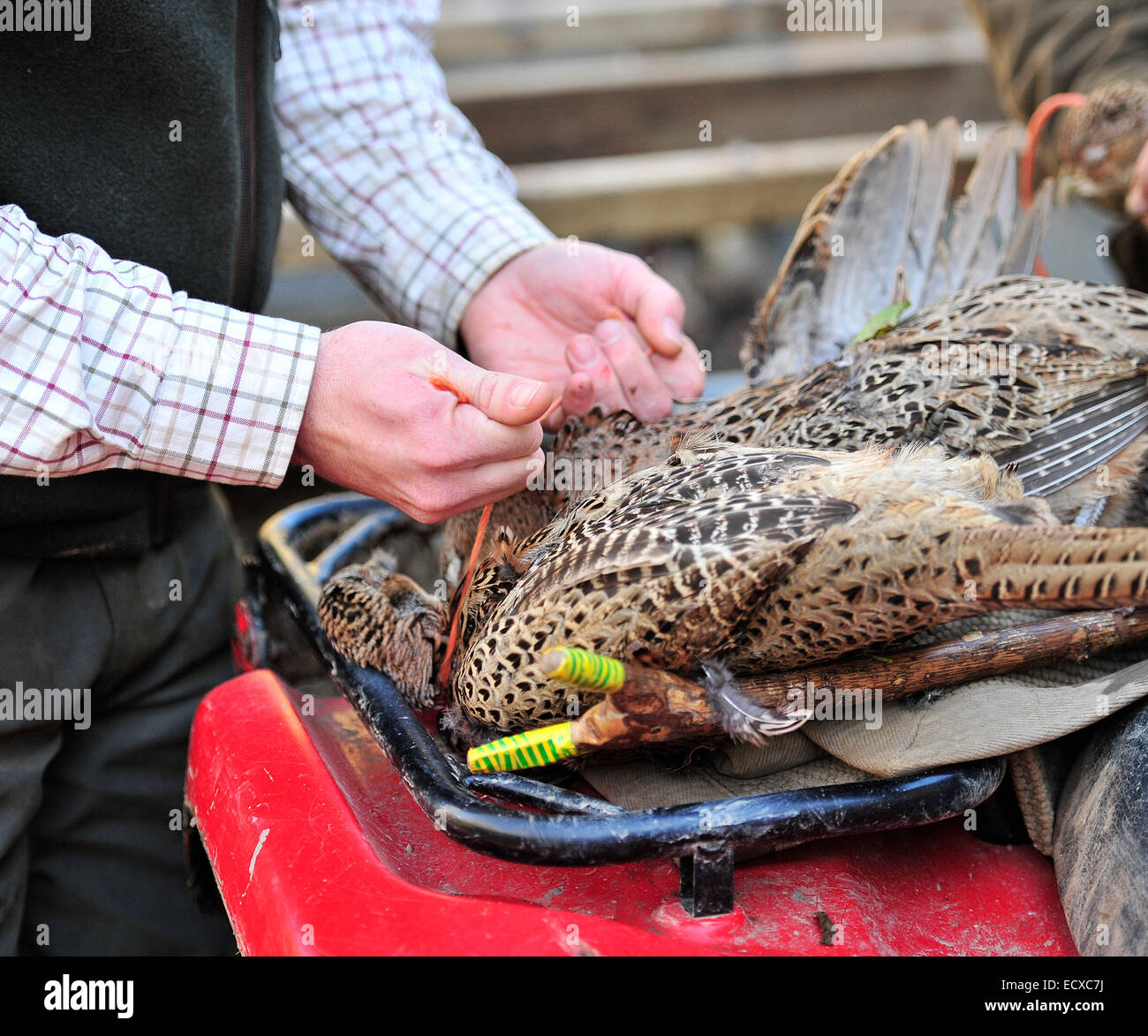 bracing up dead pheasants Stock Photo - Alamy