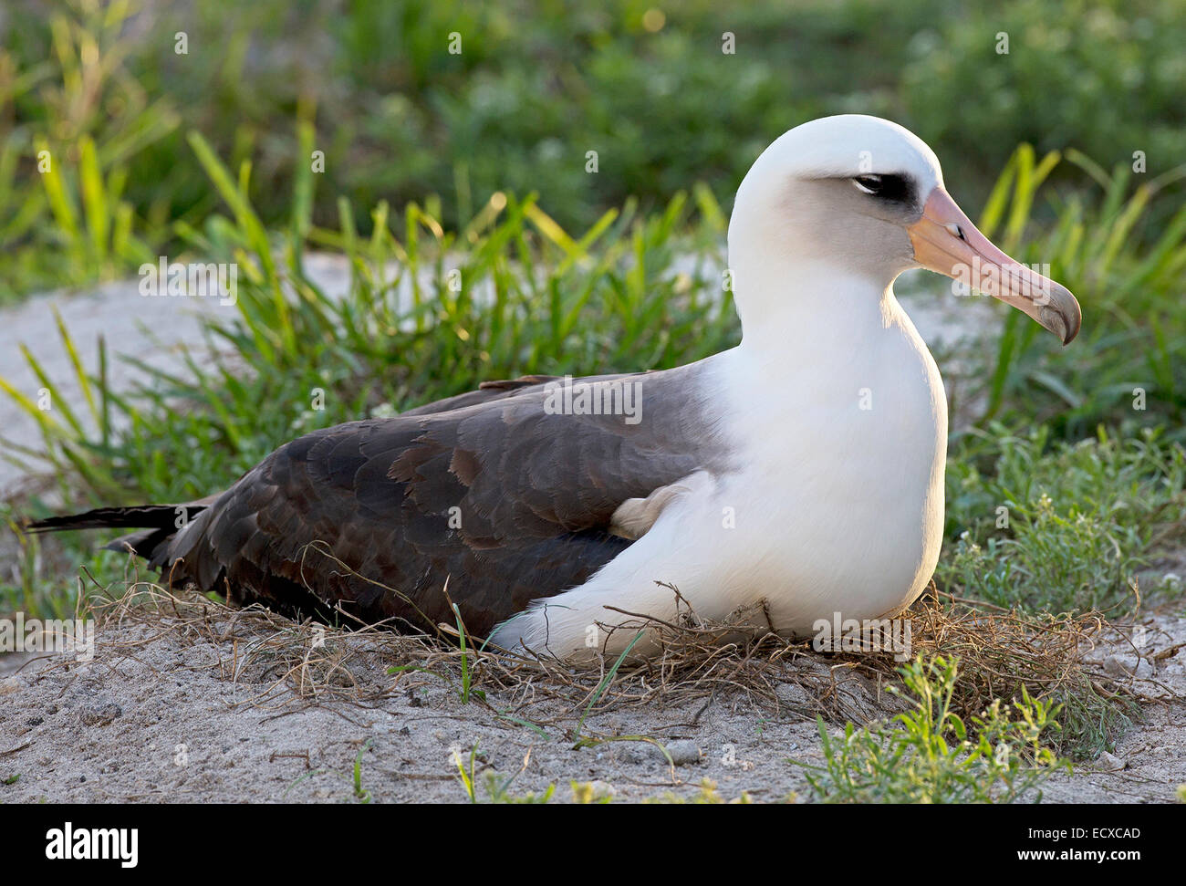 Worlds oldest bird hi-res stock photography and images - Alamy