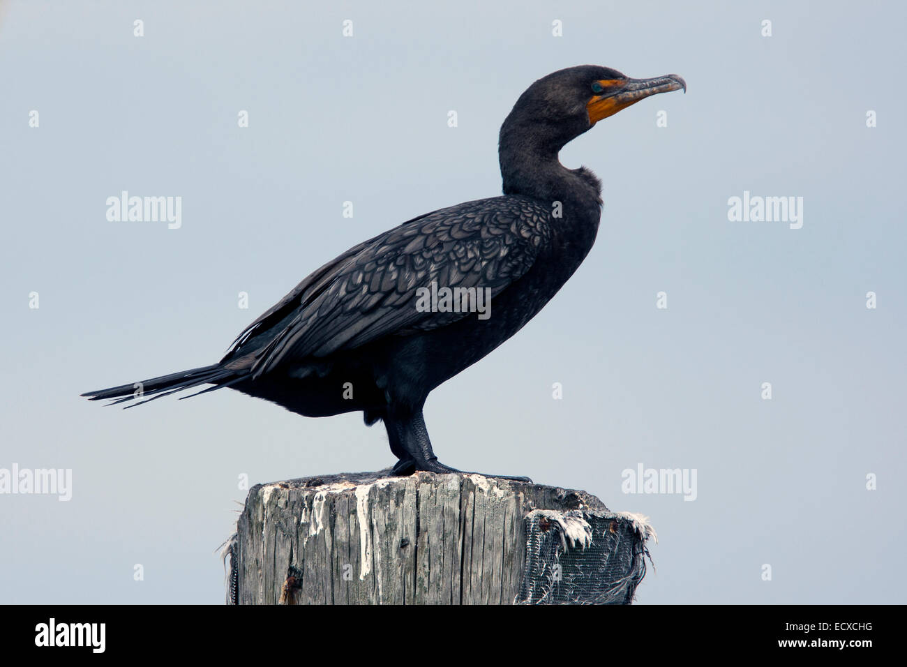 Adult non-breeding Double-crested Cormorant stood on a post, Cape May ...