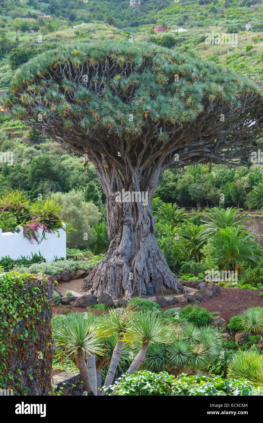 Tenerife - Icod de los Vinos. Dragon tree and park Stock Photo - Alamy