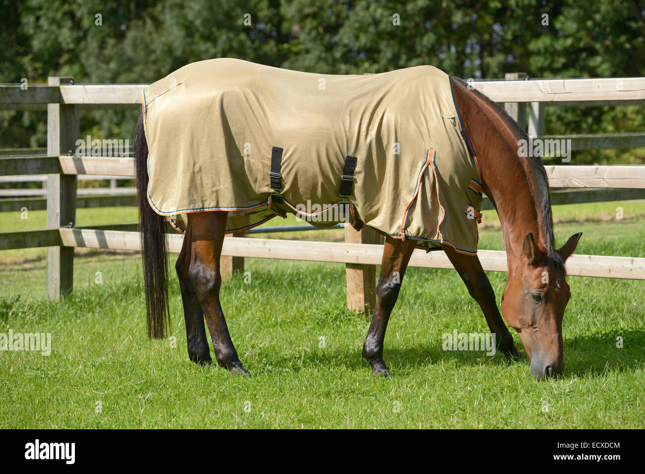 Wearing a sheet hi-res stock photography and images - Alamy