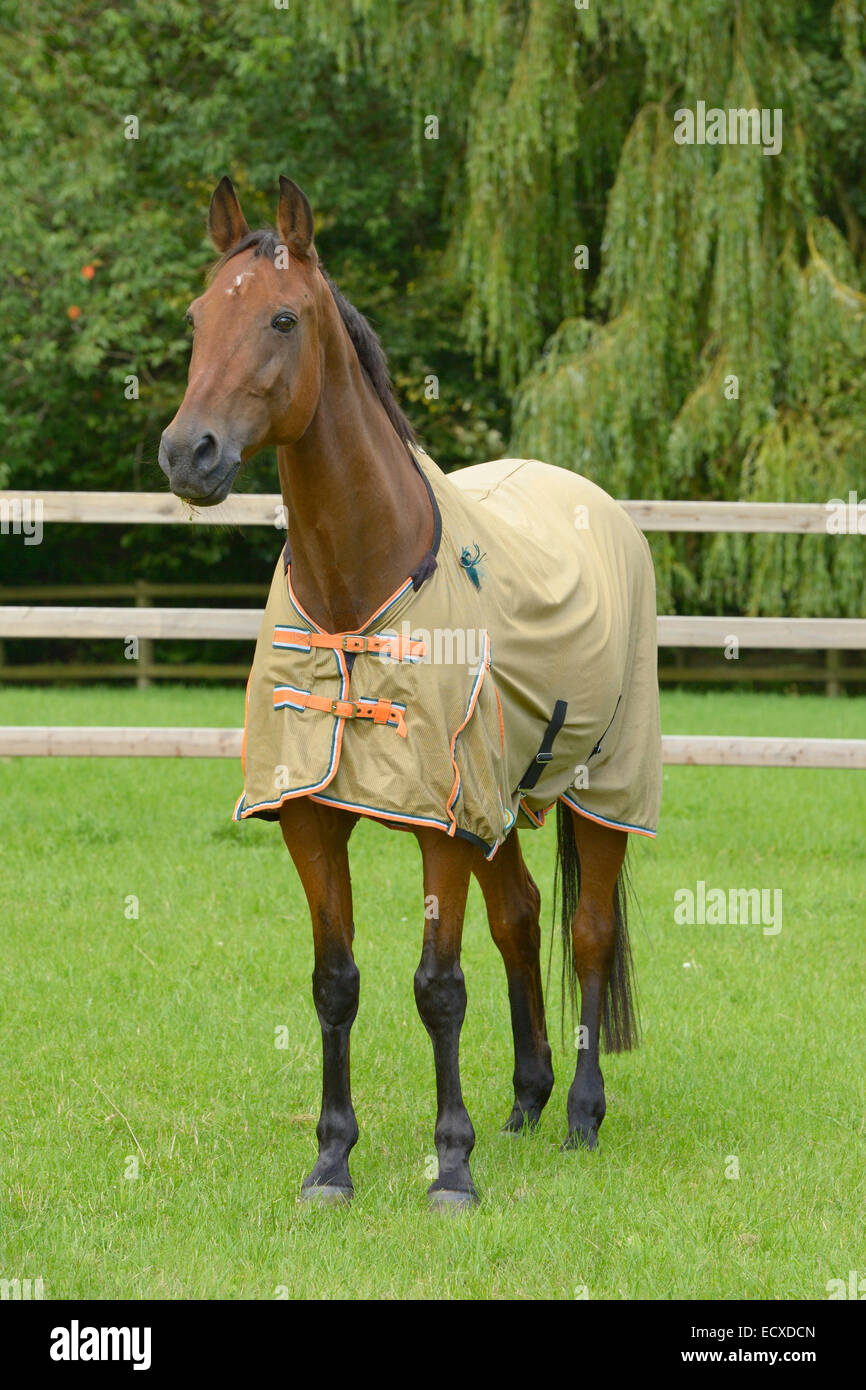 Wearing a sheet hi-res stock photography and images - Alamy