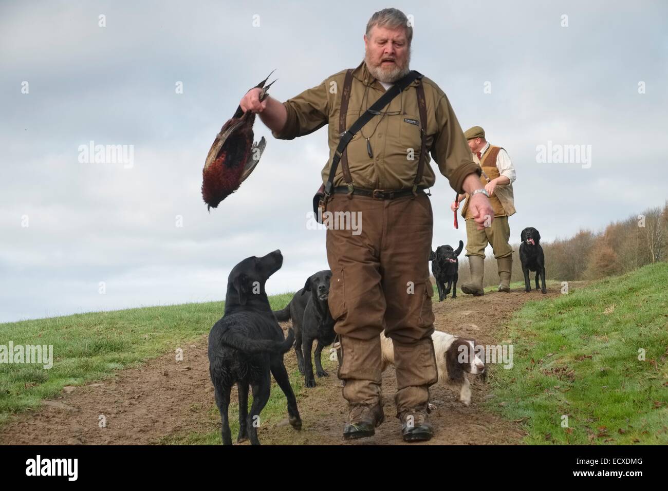 Man shooting pheasant in field hi-res stock photography and images - Alamy