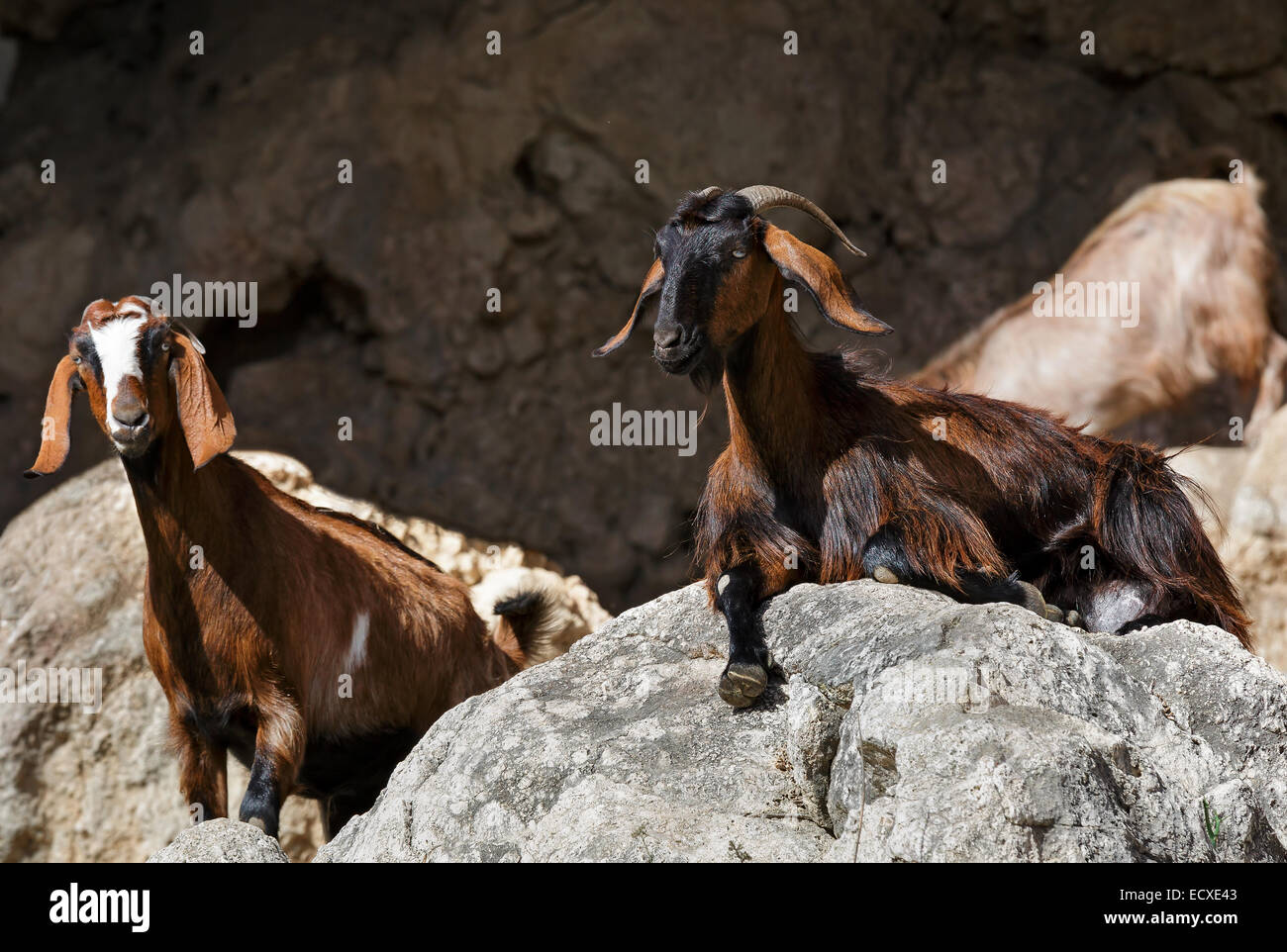 Wild goats wild mountain goats hi-res stock photography and images - Alamy
