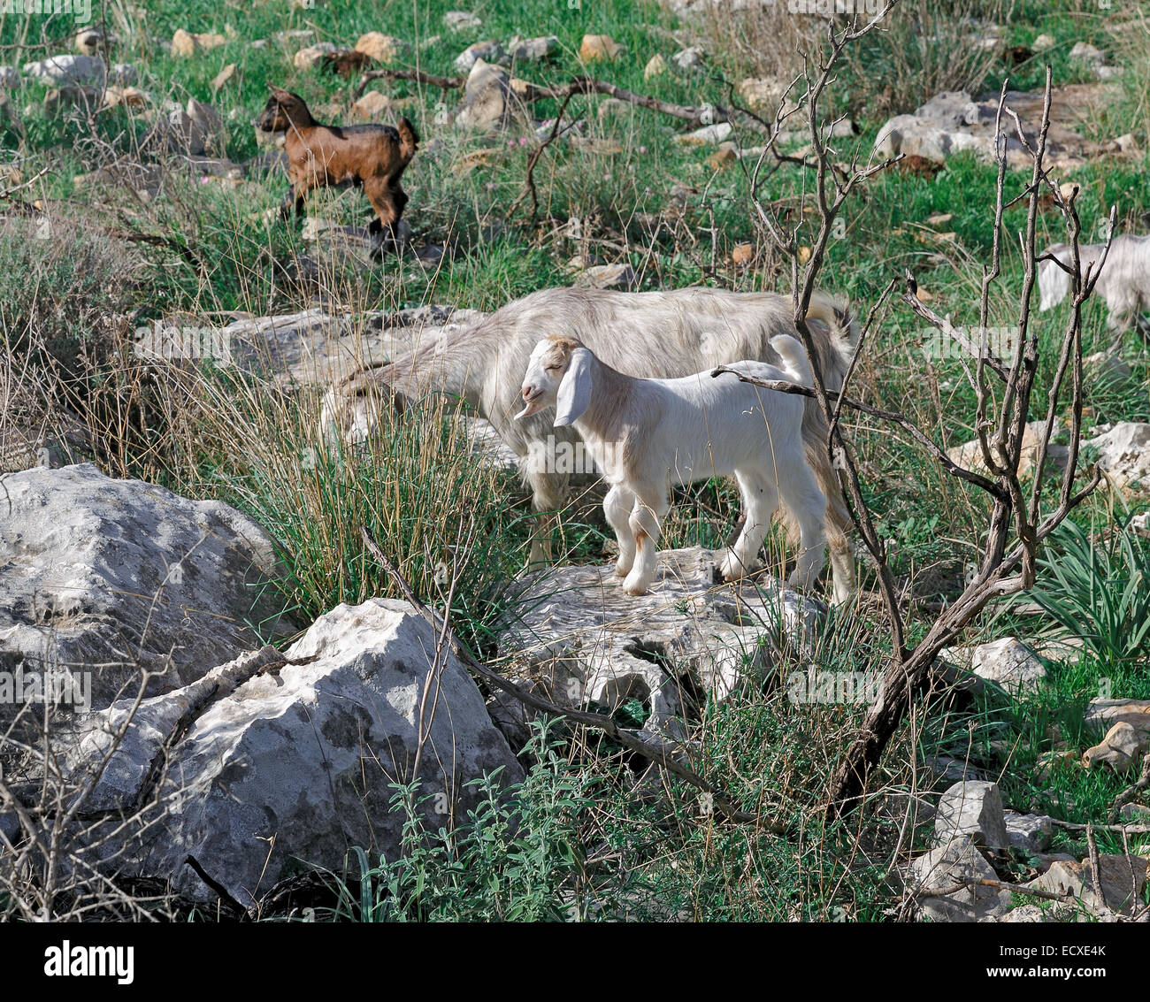 Wild goats wild mountain goats hi-res stock photography and images - Alamy