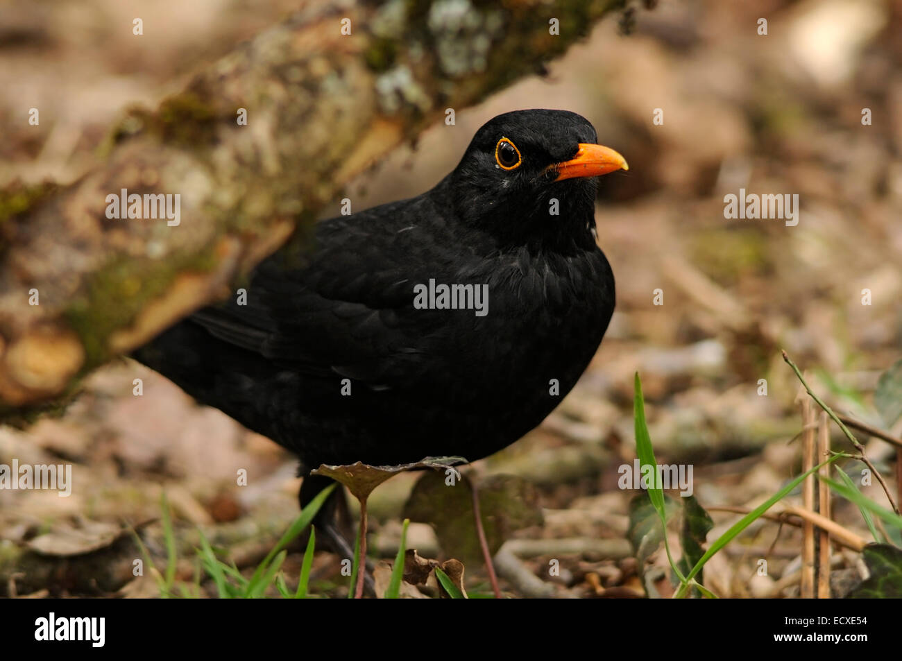 Horizontal portrait of Common Blackbird, Turdus merula (Turdidae), male ...