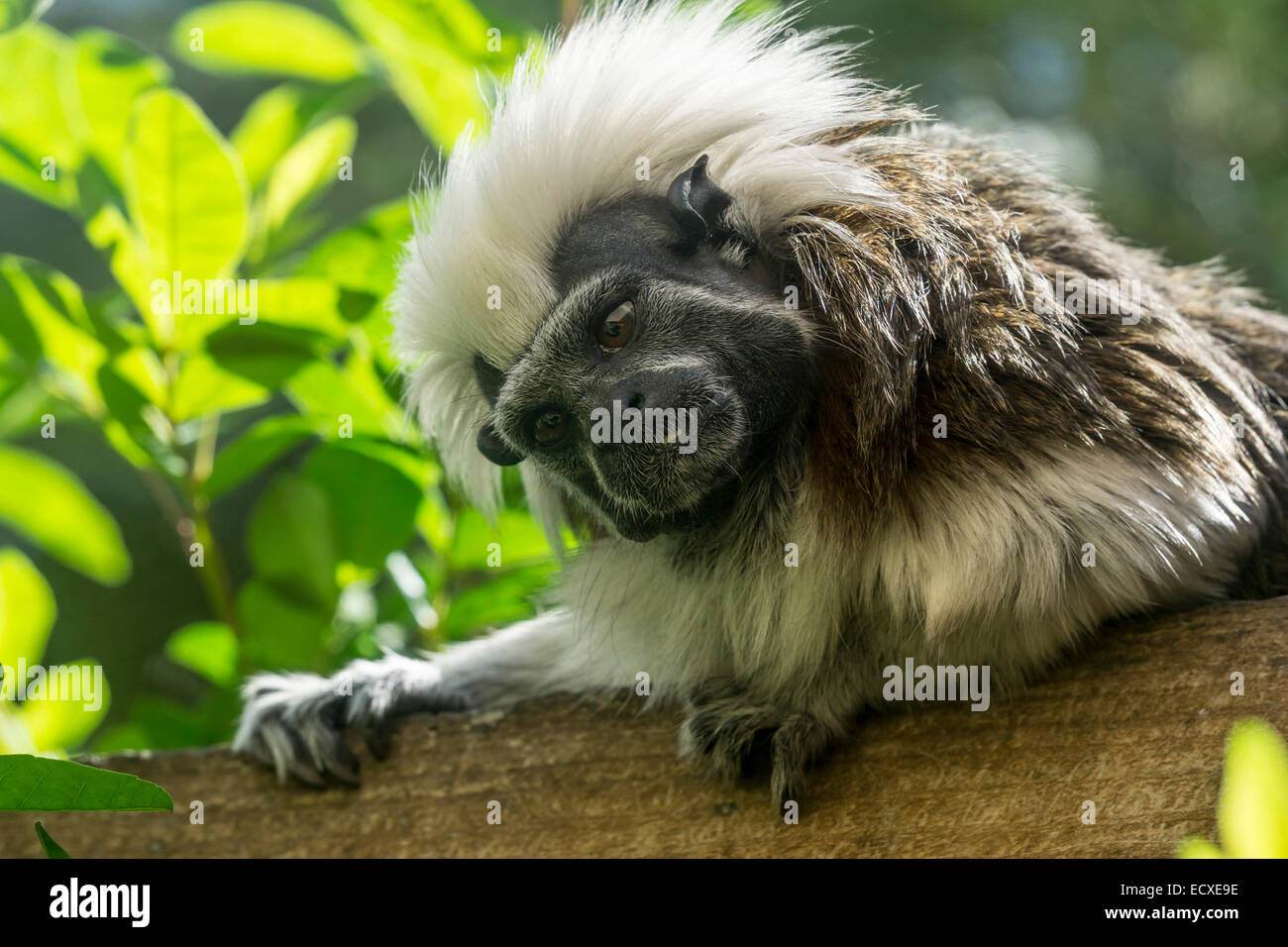 Tenerife - Monkey Park Zoo, Los Cristianos. Cotton headed tamarin Stock ...