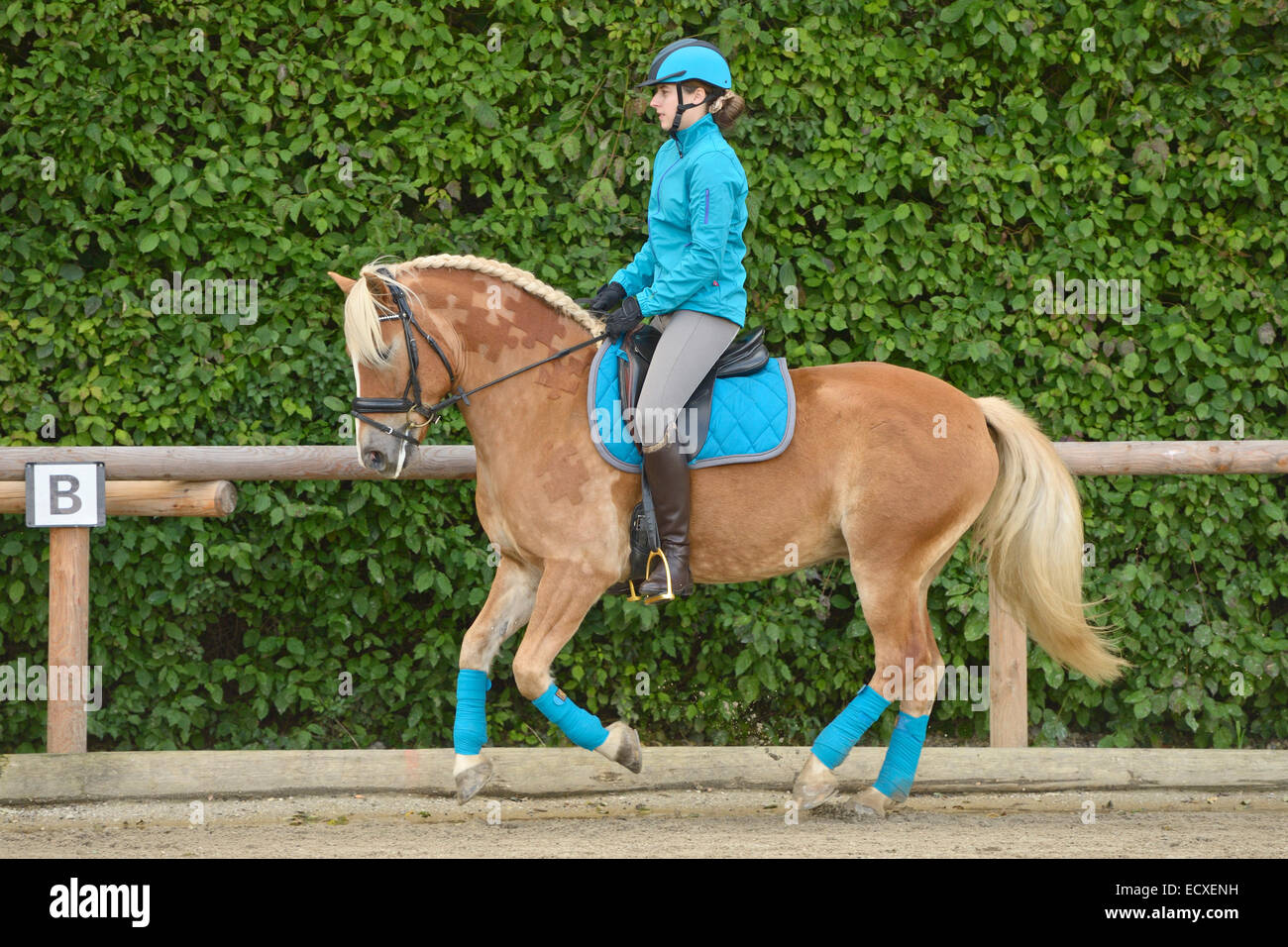 Dressage rider on Haflinger horse cantering Stock Photo - Alamy