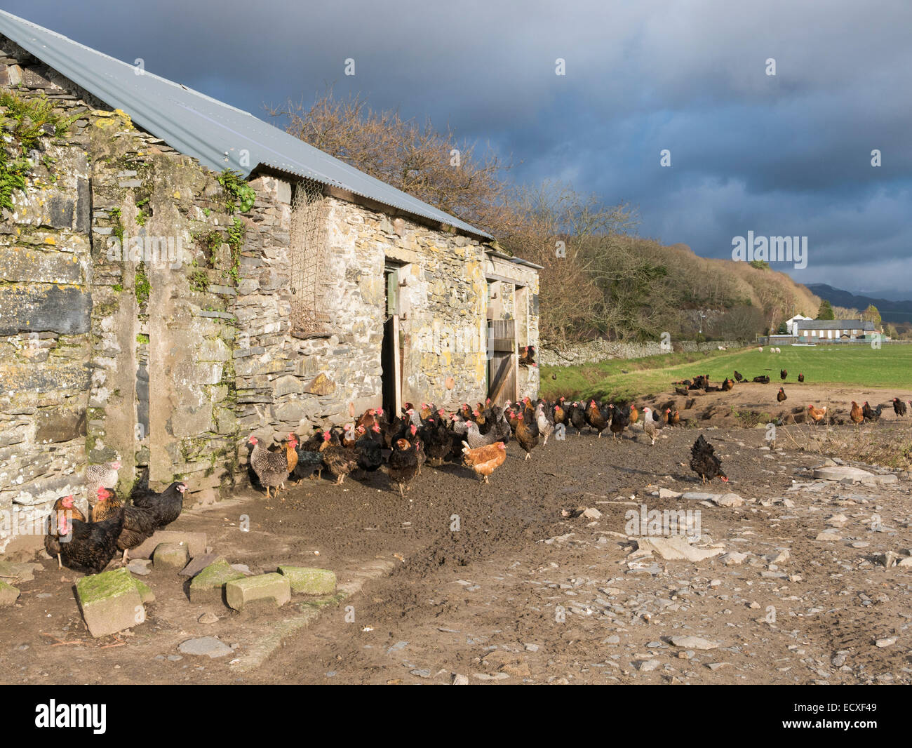 Freerange hens hi-res stock photography and images - Alamy