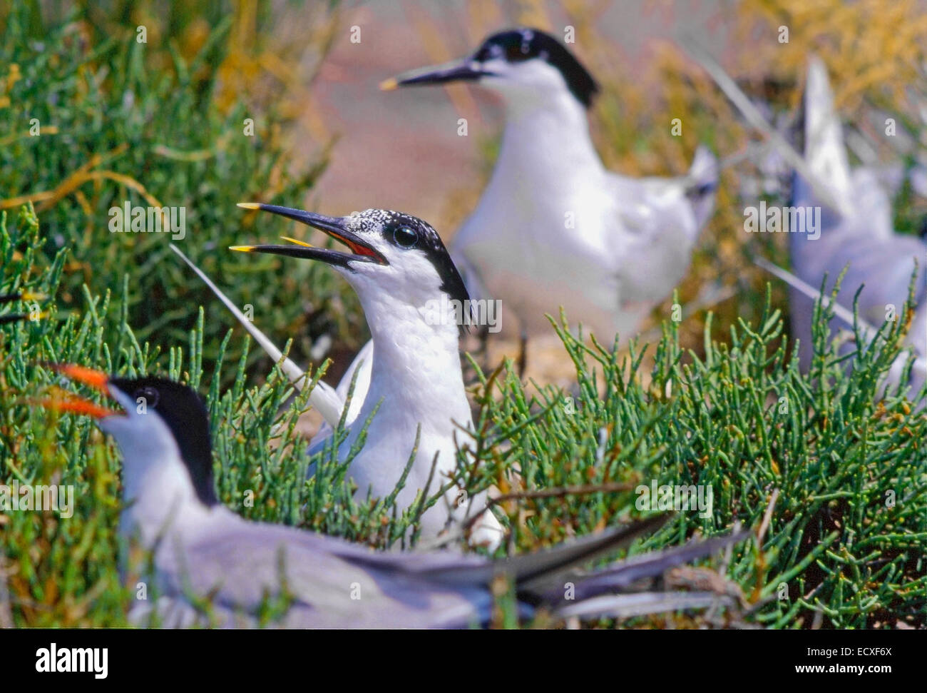 Sandwich Tern (Thalasseus sandvicensis) in nesting colony Stock Photo ...