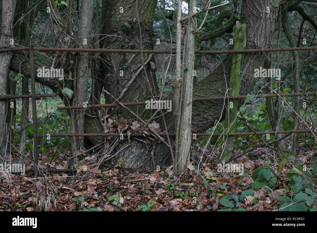 Multi trunk tree with fence Stock Photo - Alamy