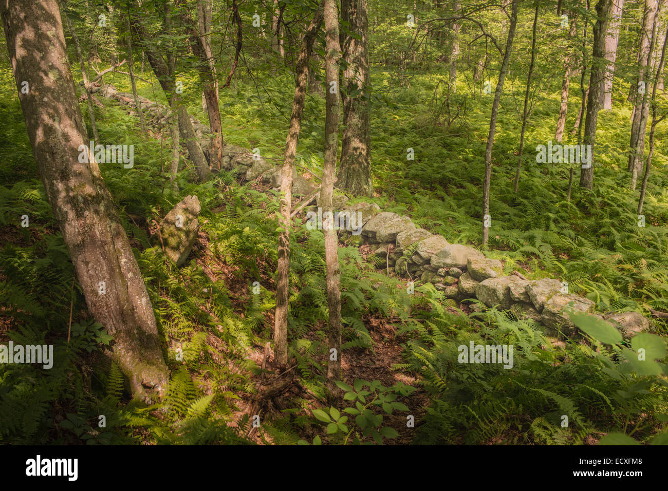 Old Stone Fence, Quabbin Park, Ware, Massachusetts Stock Photo - Alamy