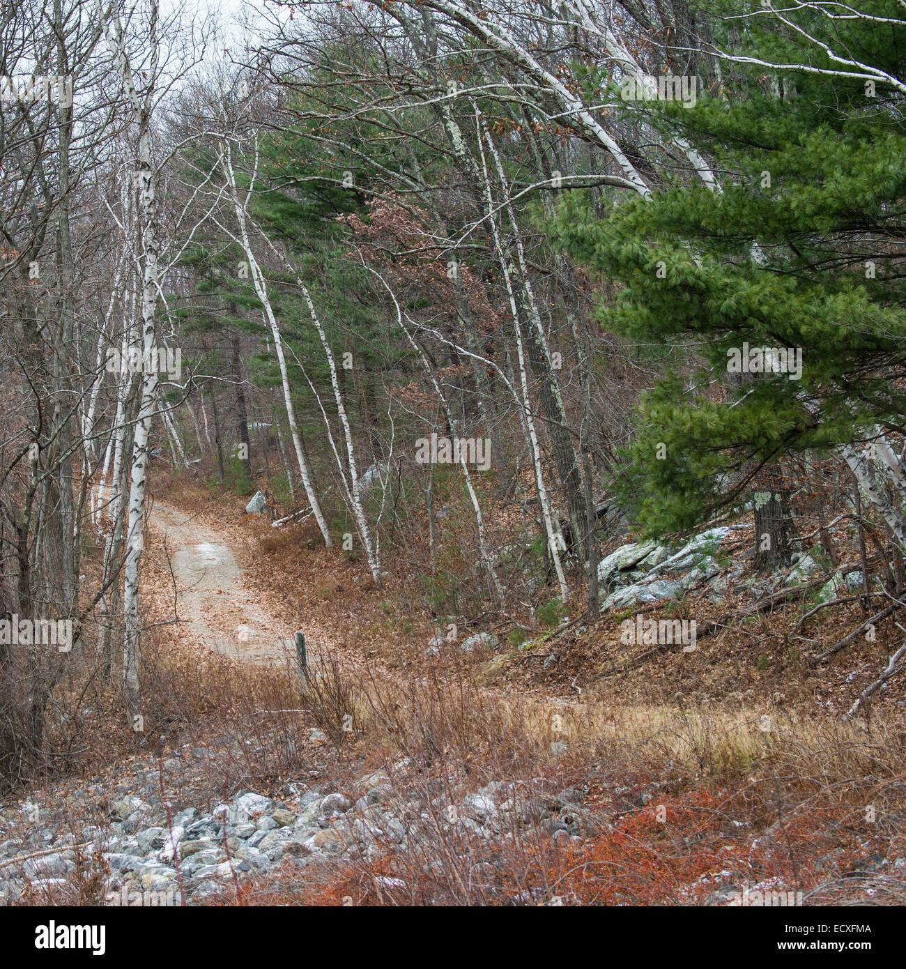 Path through birch trees, Goodnough Dike, Quabbin Park, Ware ...