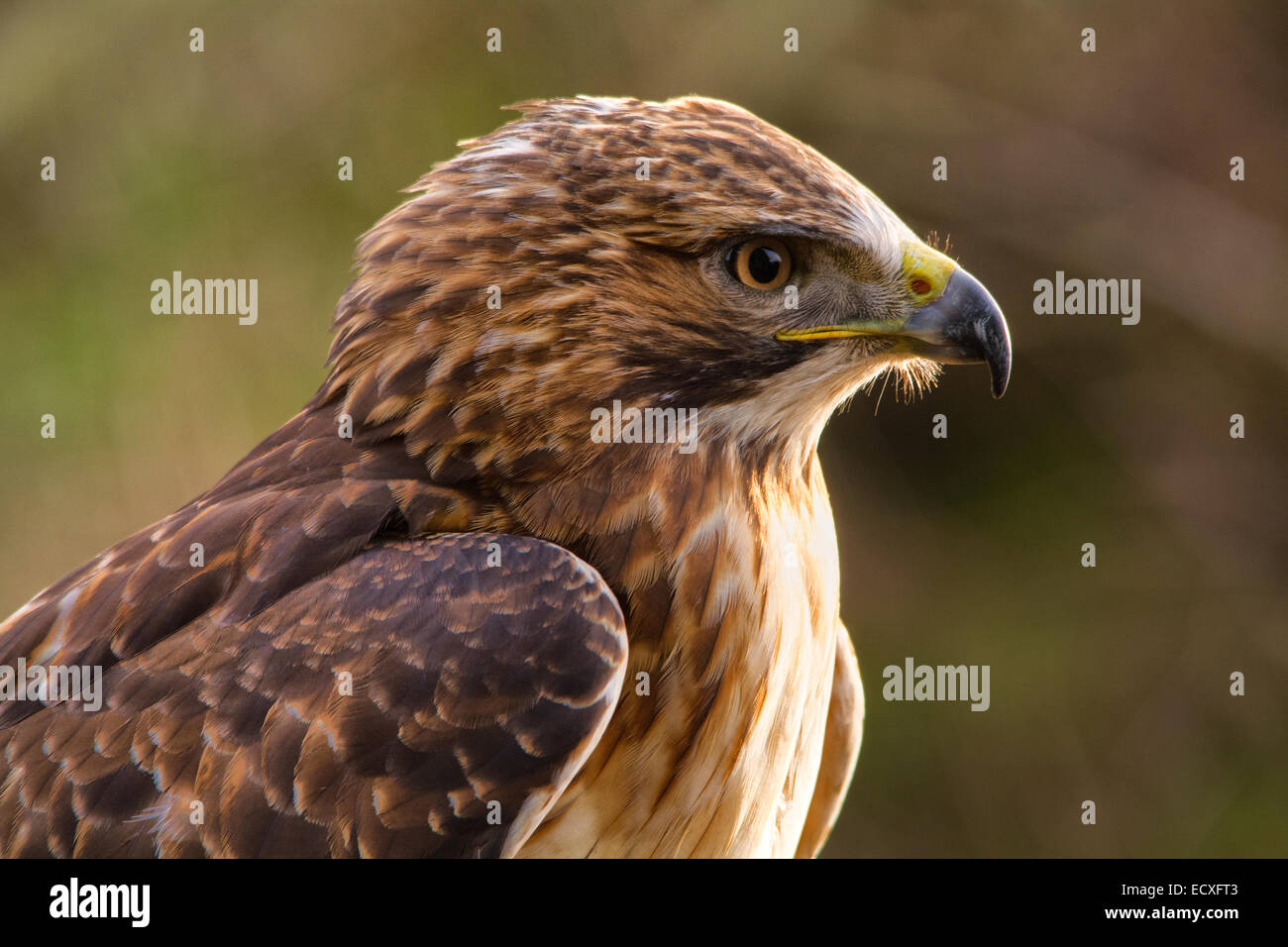 Red Tailed Hawk Stock Photo - Alamy