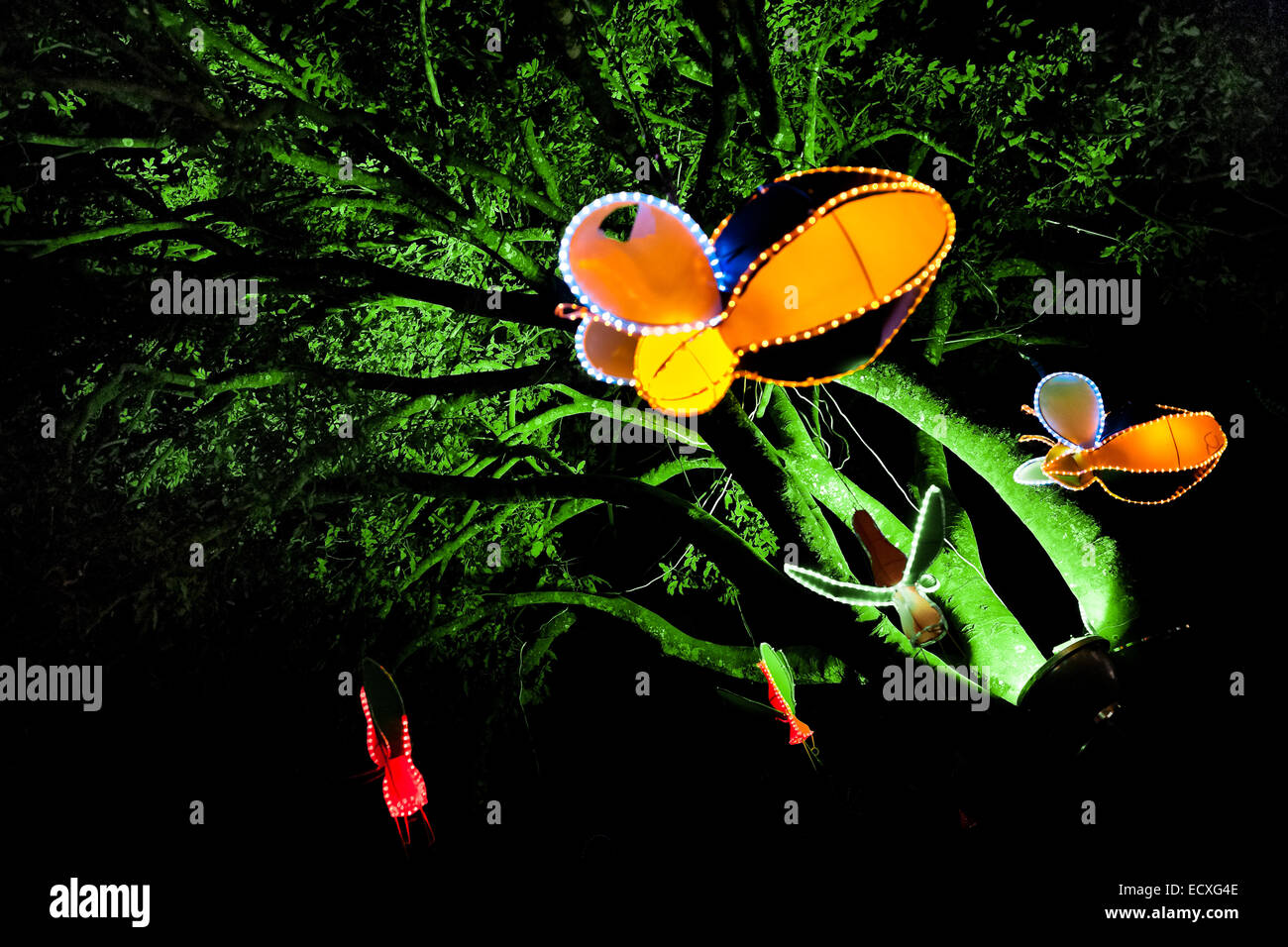 Colorful paper lanterns, depicting tropical flying insects, are hung on ...