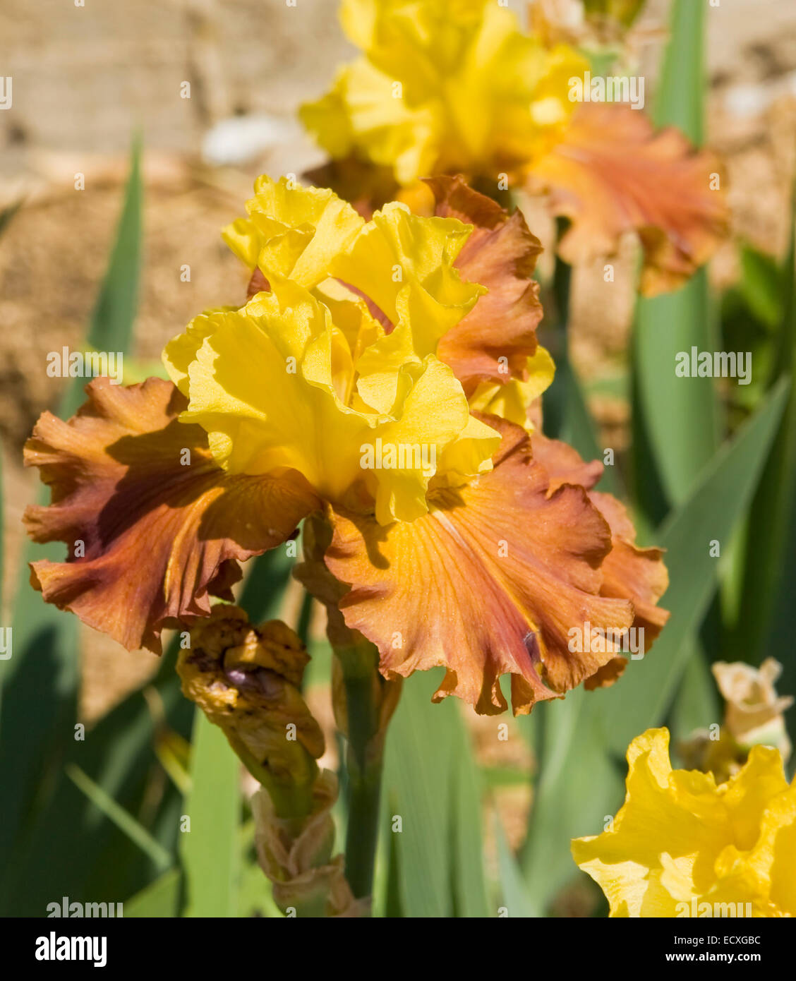 Iris in yellow and orange colours, sort Martile rowland, collection of ...
