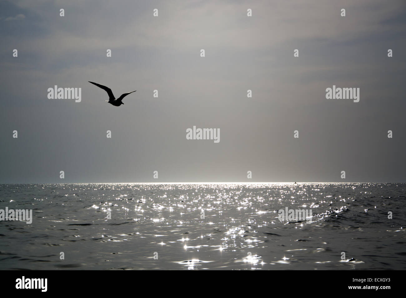 Seagull front of sky and sea Stock Photo - Alamy