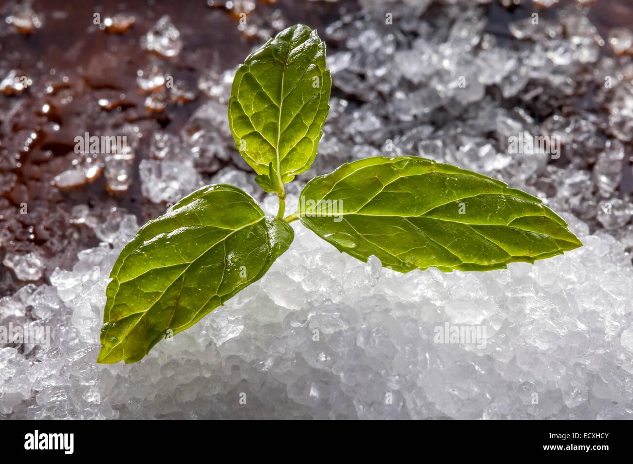 salt and mint for seasoning food Stock Photo - Alamy