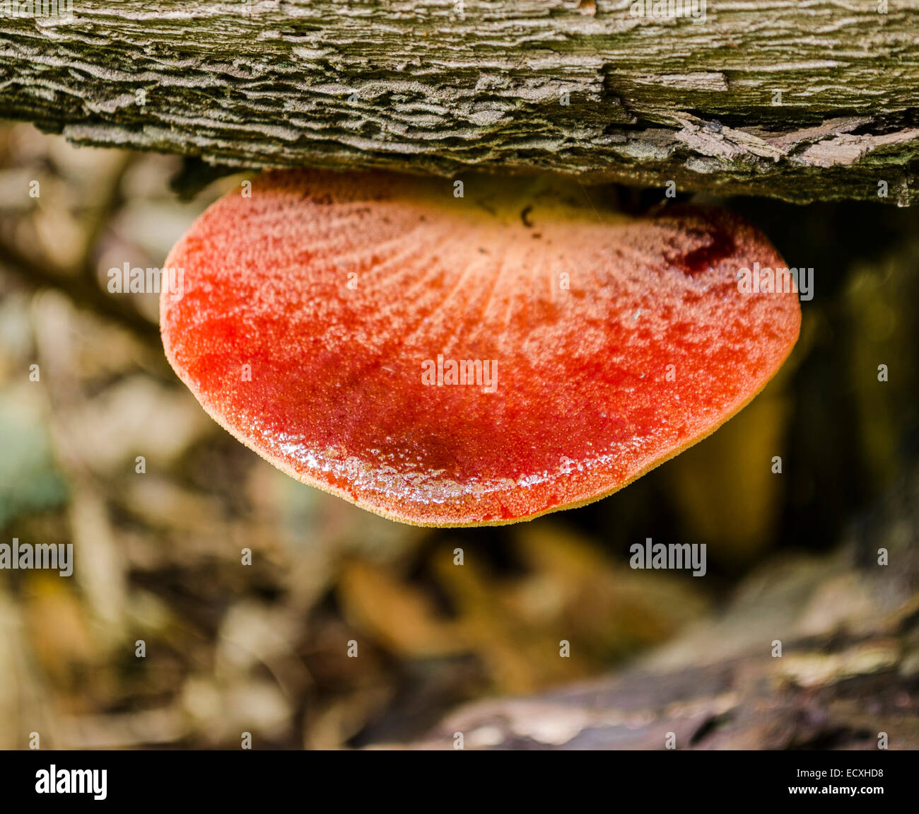 Beefsteak fungus, or Fistulina hepatica Stock Photo - Alamy