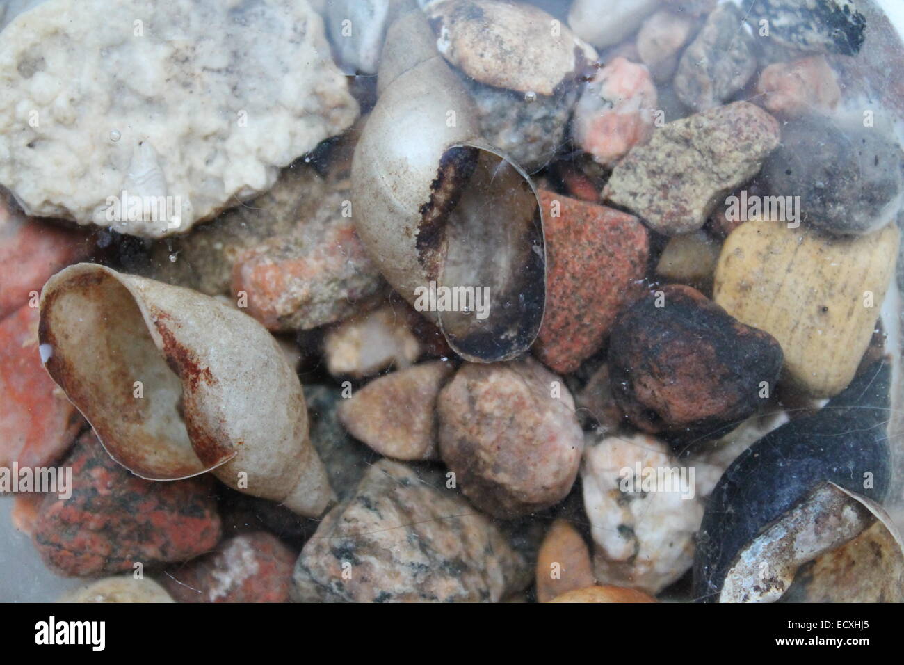 fragile limestone shells from lake and pebble under water Stock Photo ...