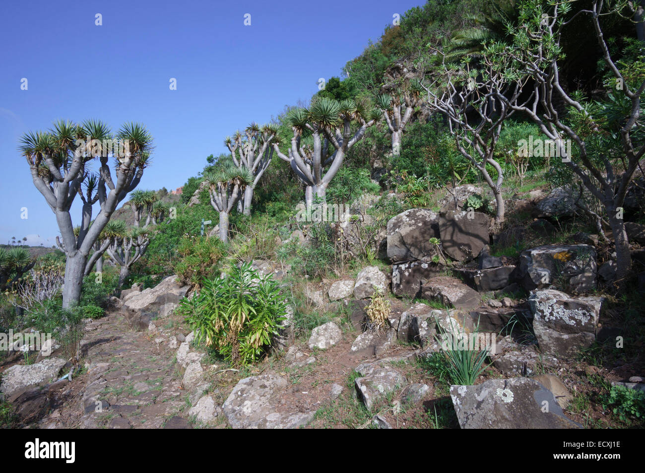 Gran Canaria - the Jardin Botanico de Viera y Clavijo. Run by the ...