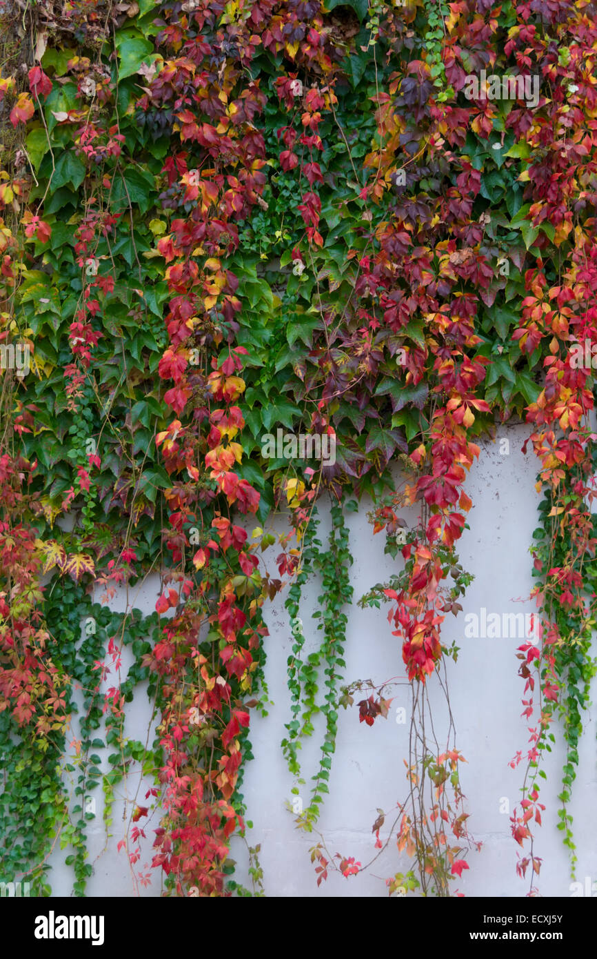 Magnificent colour hi-res stock photography and images - Alamy