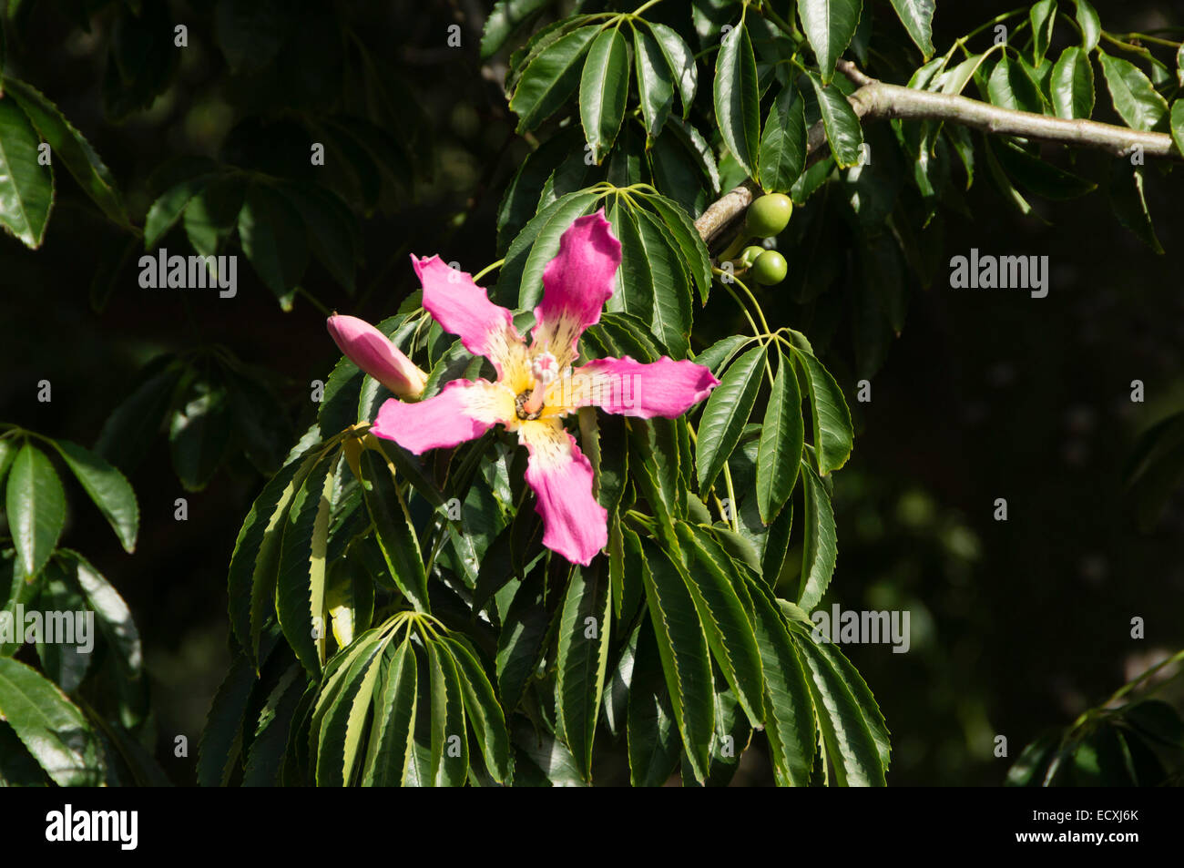 Gran Canaria - the Jardin Botanico de Viera y Clavijo. Run by the ...