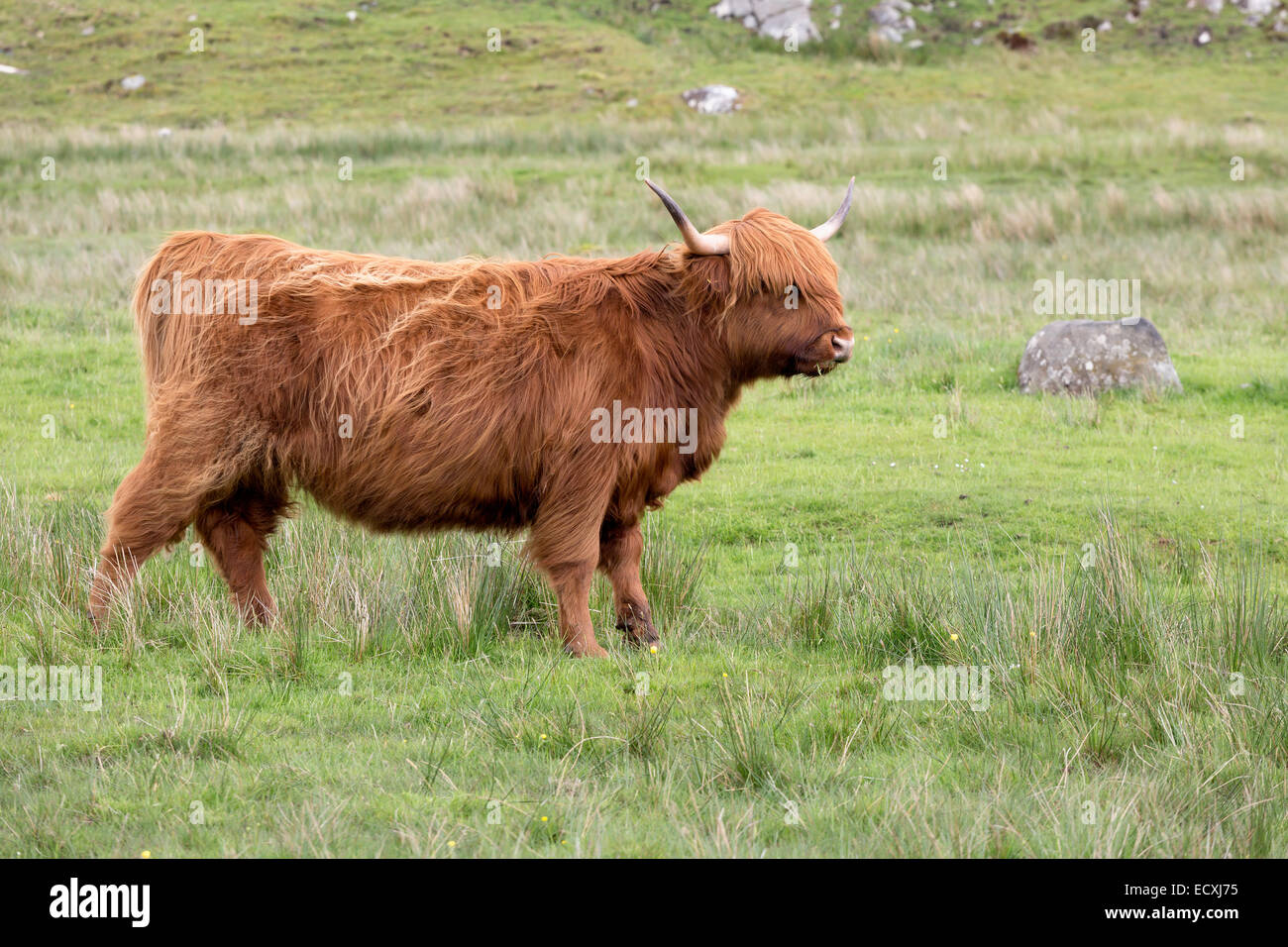 Adult red Scottish Gaelic or Highland Cattle in a meadow on the Isle of ...