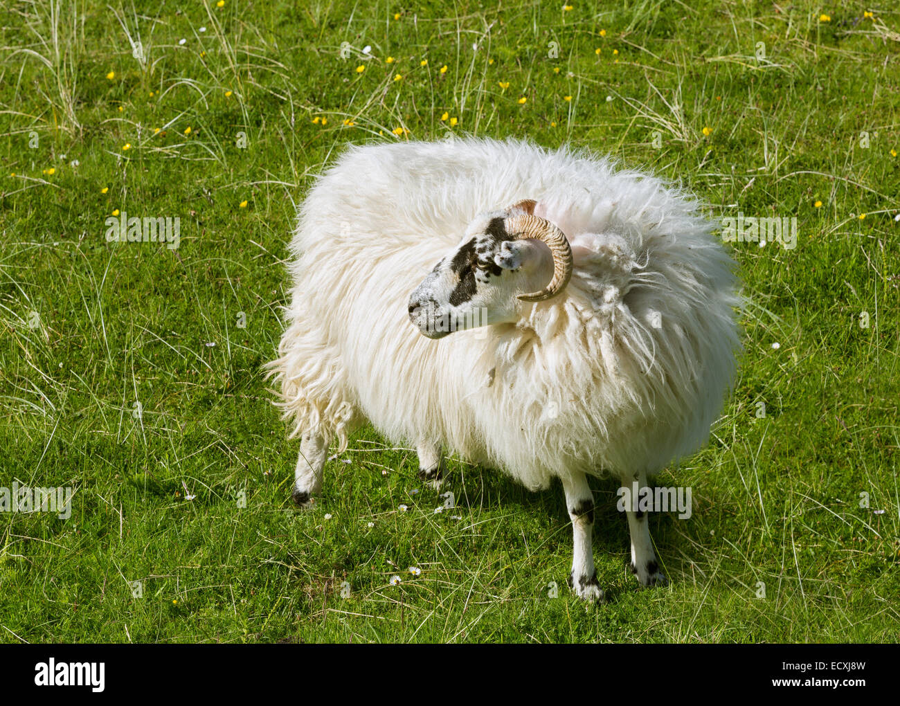 Lewis and harris sheep hi-res stock photography and images - Alamy