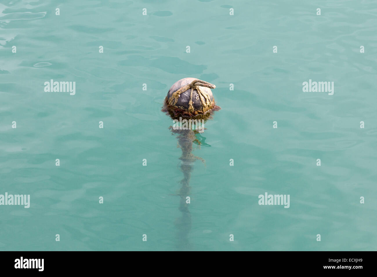 Buoy floating in water hi-res stock photography and images - Alamy