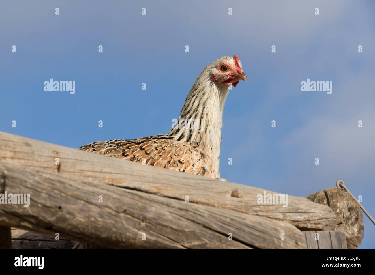 Gran Canaria - Mundo Aborigen history park with recreations of ...