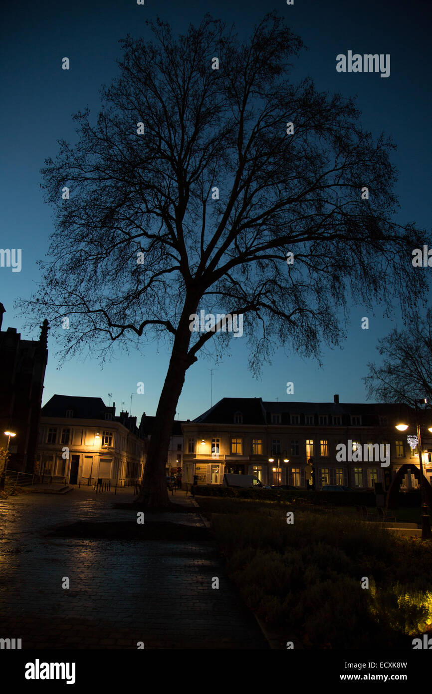 a tree in a city park at night Stock Photo - Alamy
