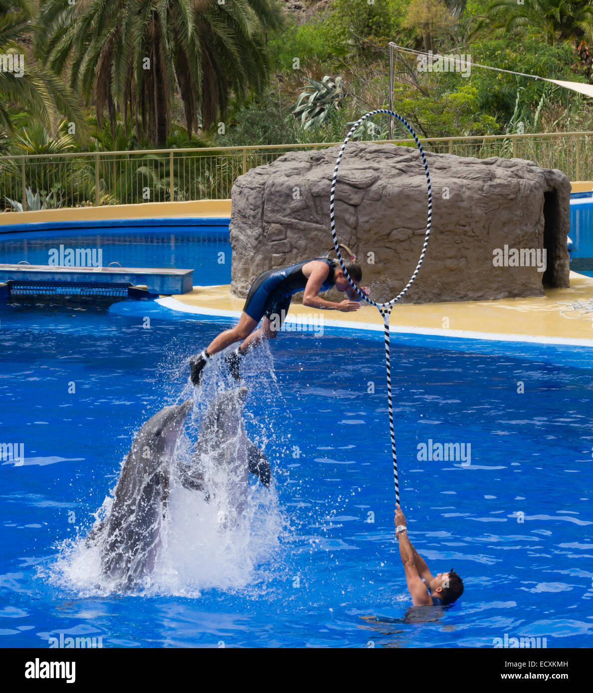 Gran Canaria - Palmitos Park. Dolphin show Stock Photo - Alamy