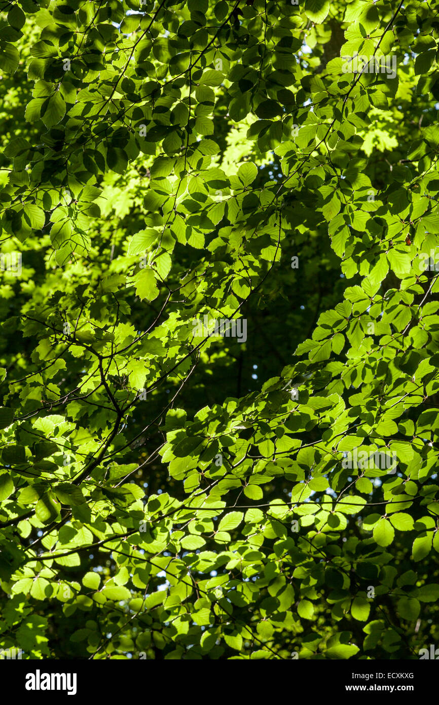 Green foliage with sunlit backlighting Stock Photo - Alamy