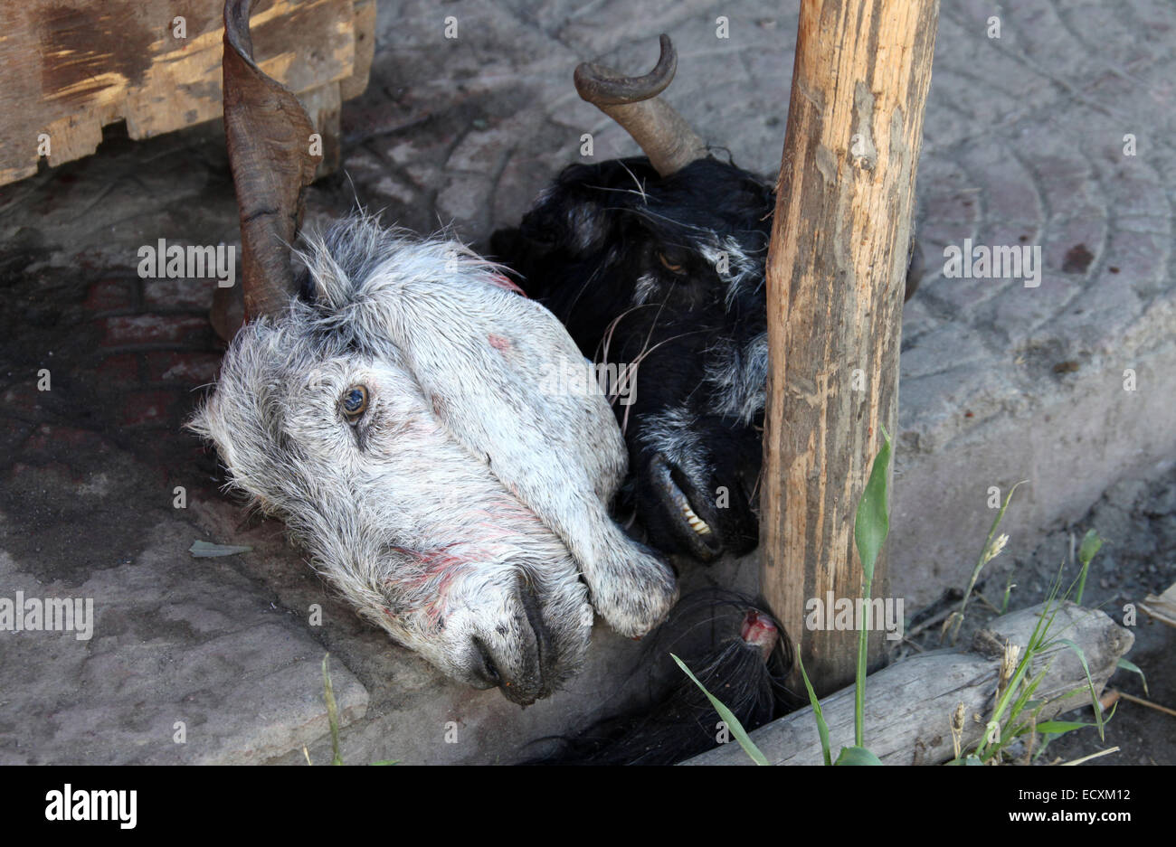 Fresh Goat Meat Stock Photos & Fresh Goat Meat Stock Images - Alamy
