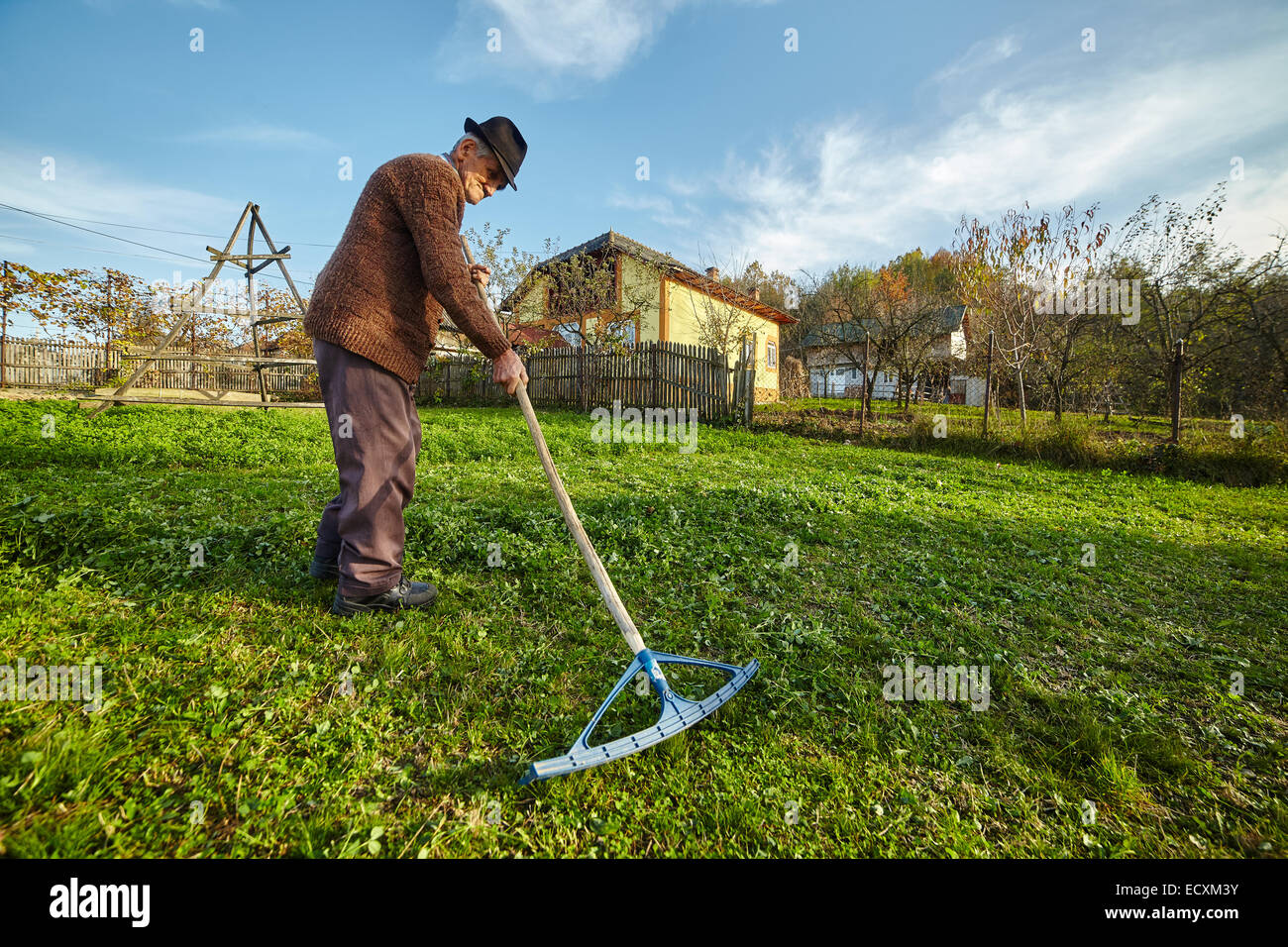Wide angle action shot of a farmer gathering mowed grass with a rake to ...