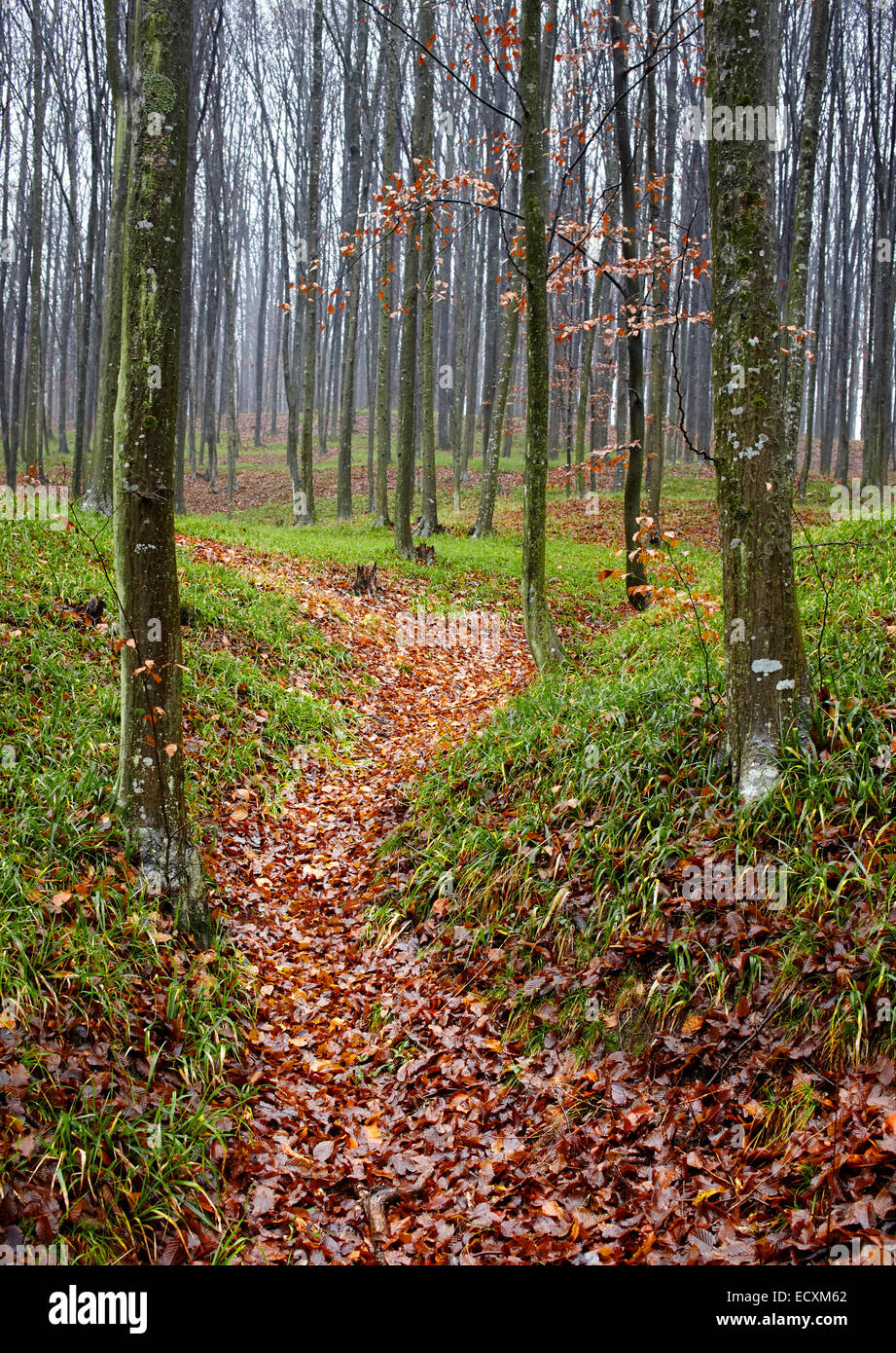 Landscape with forest alley covered in fallen leaves Stock Photo - Alamy