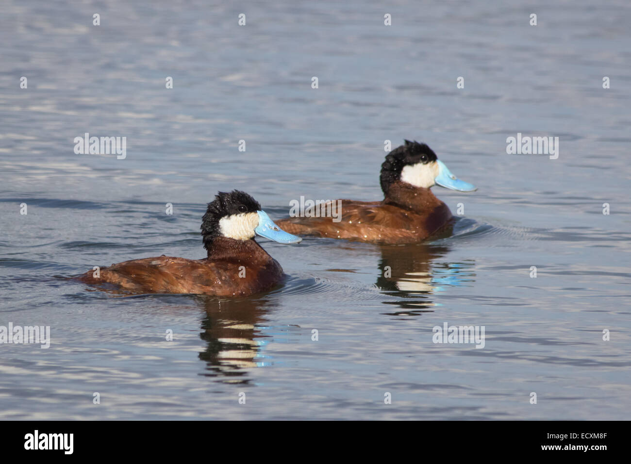 A pair of Ruddy Ducks Stock Photo - Alamy