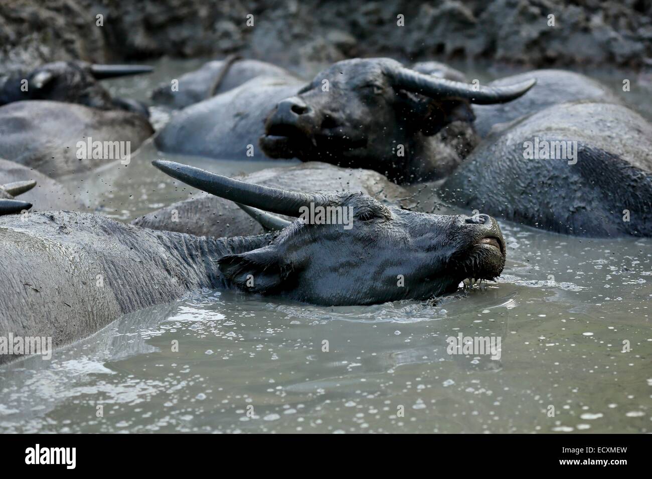 A group of asian water buffalos cool off remove parasites by swallowing ...
