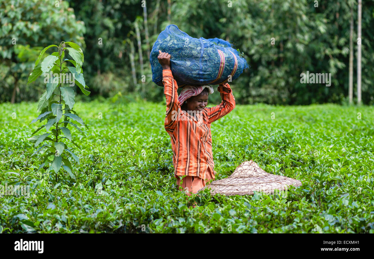 Tea harvesting harvester hi-res stock photography and images - Alamy