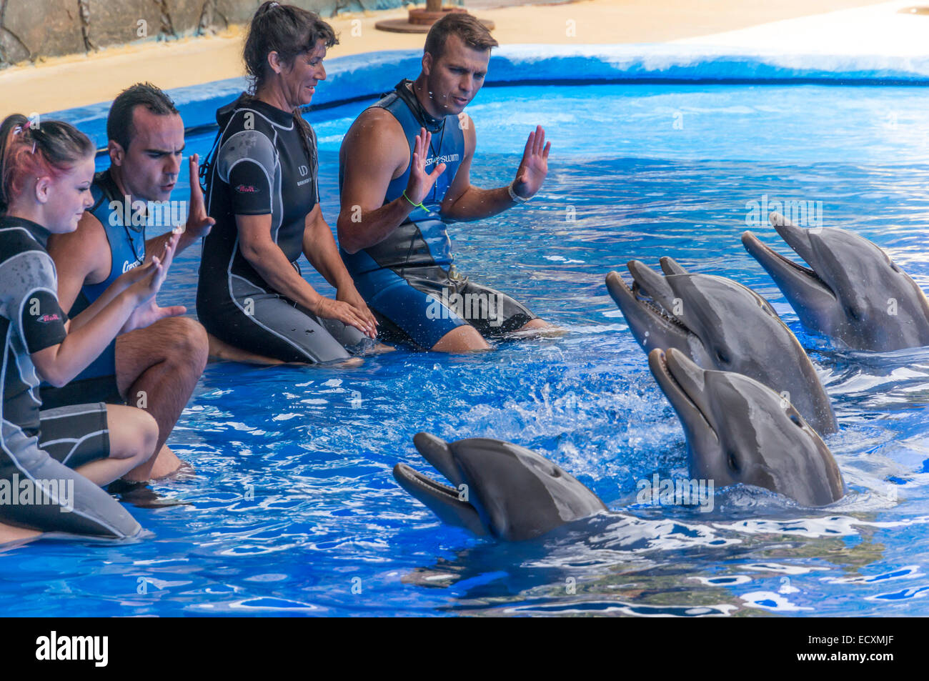 Gran Canaria - Palmitos Park. Dolphin show Stock Photo - Alamy