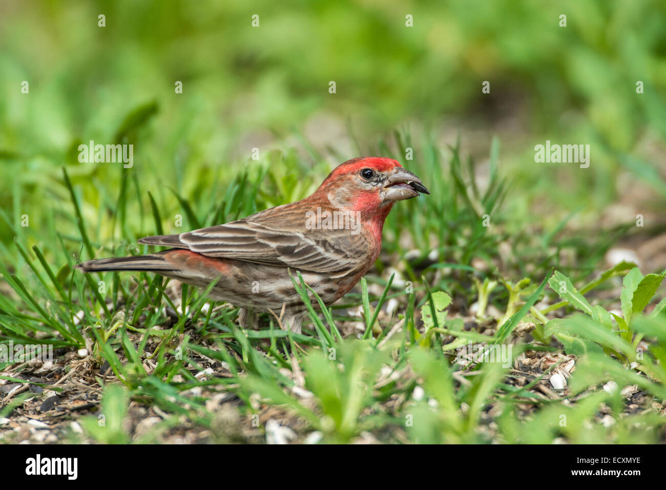 Foraging finch hi-res stock photography and images - Alamy