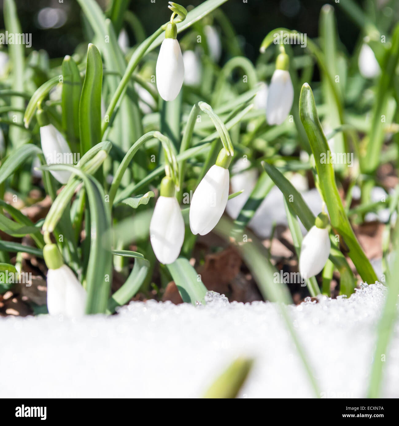 snowdrops on a meadow in march Stock Photo - Alamy