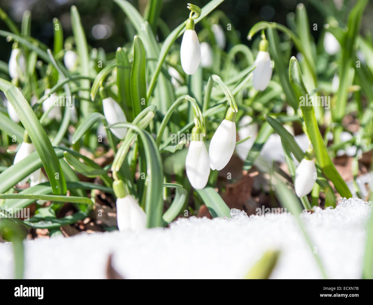 snowdrops on a meadow in march Stock Photo - Alamy