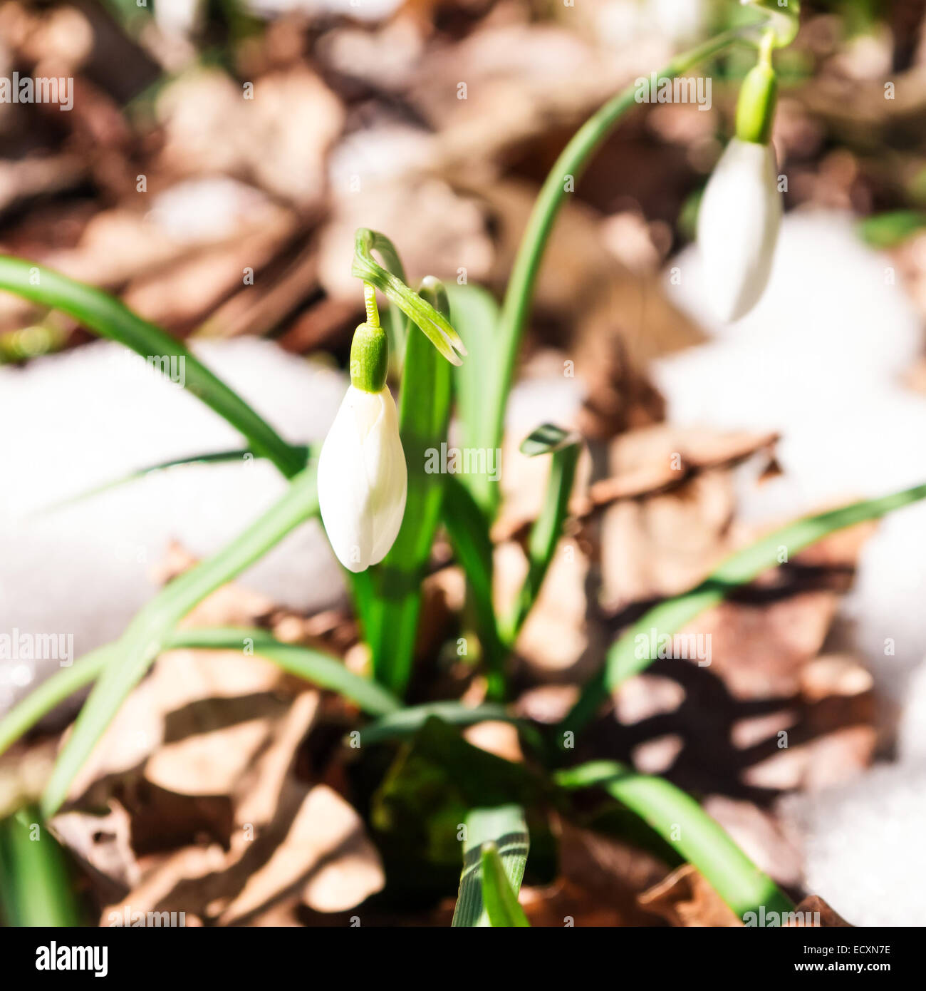 snowdrops on a meadow in march Stock Photo - Alamy